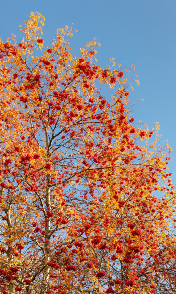 Rincón Serbal – Rincón Serbal